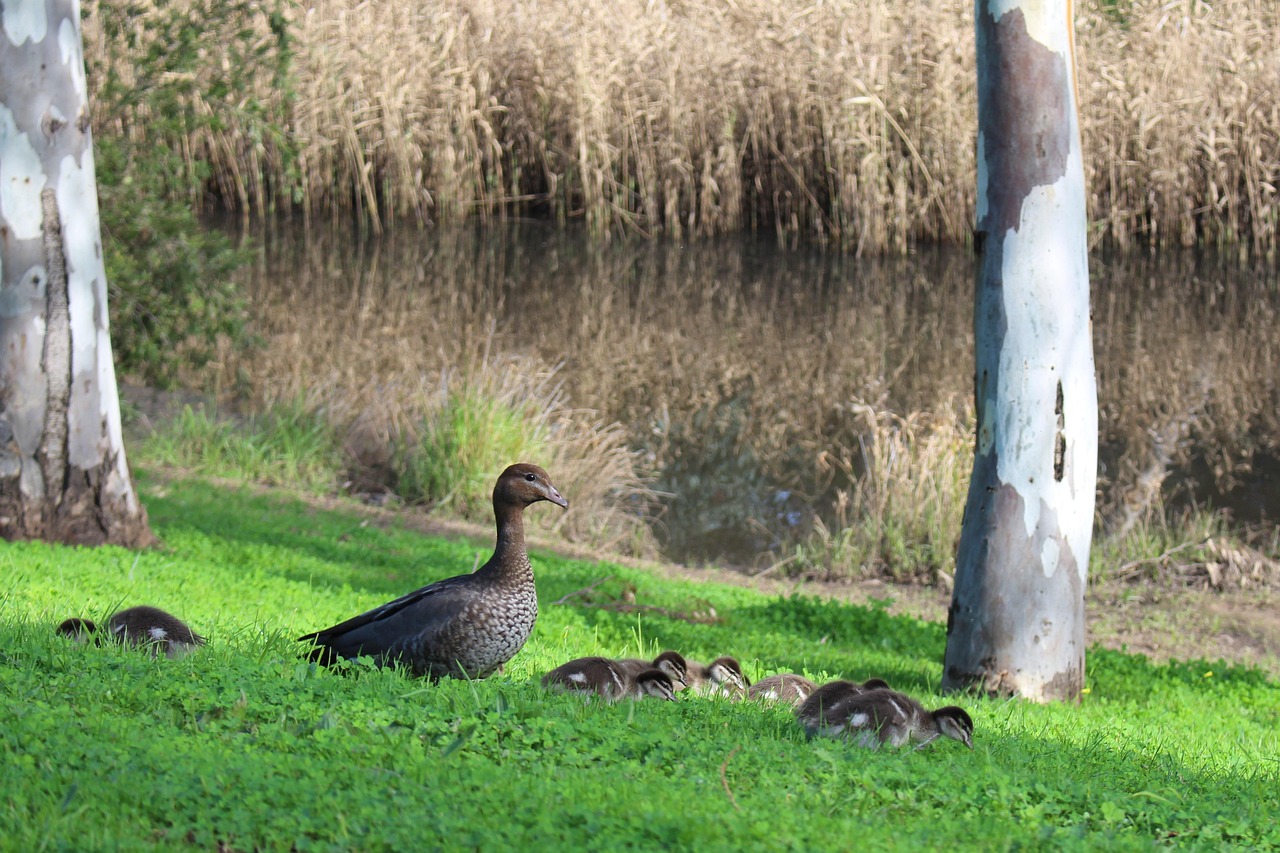 100+ Free Wood Duck & Nature Images - Pixabay