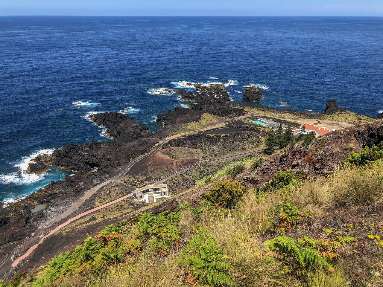 The Azores Atlantic Ocean Cactus - Free photo on Pixabay - Pixabay