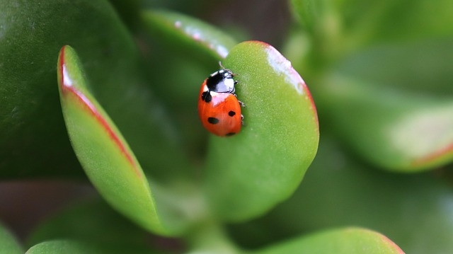 La Nature Insecte Pollen - Photo gratuite sur Pixabay - Pixabay
