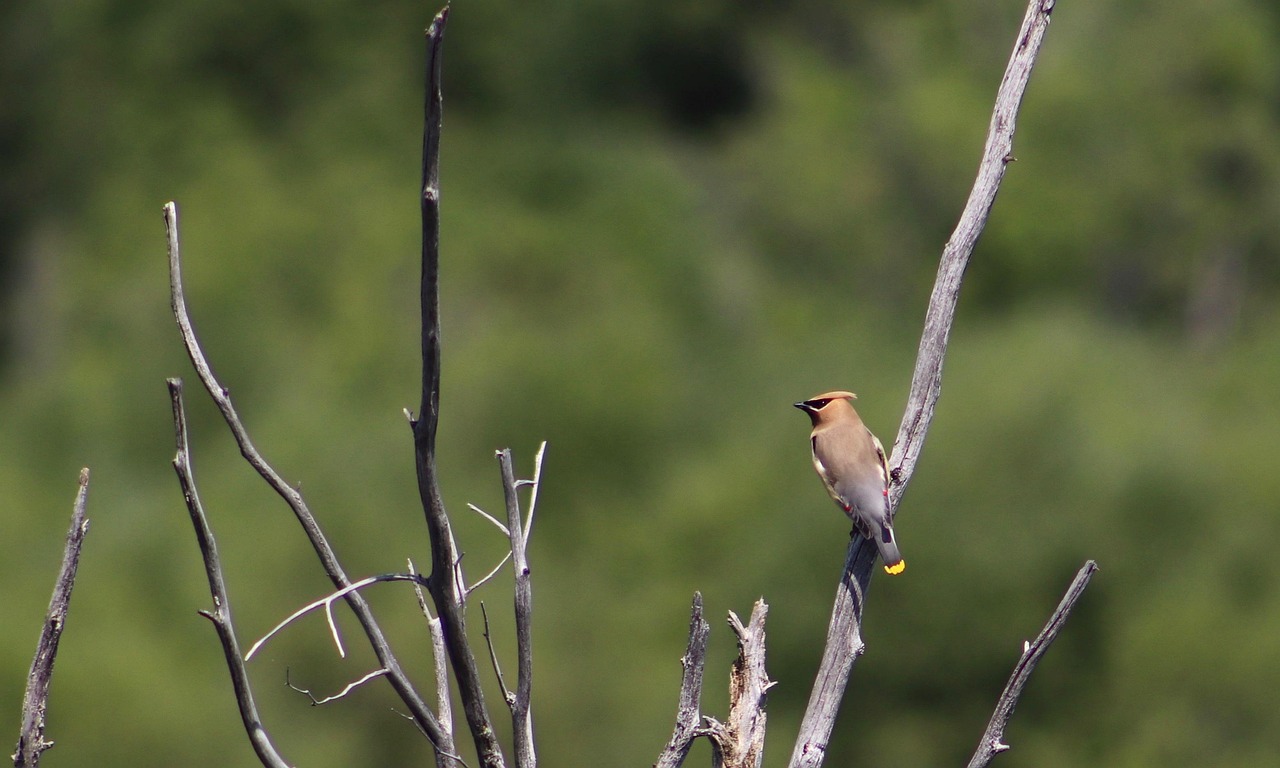 Bird Cedar Waxwing - Free photo on Pixabay