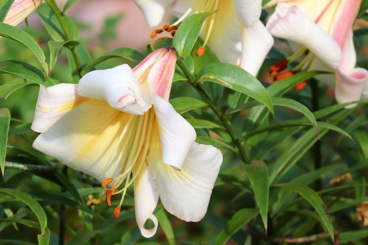 Lily Pink White - Free photo on Pixabay - Pixabay