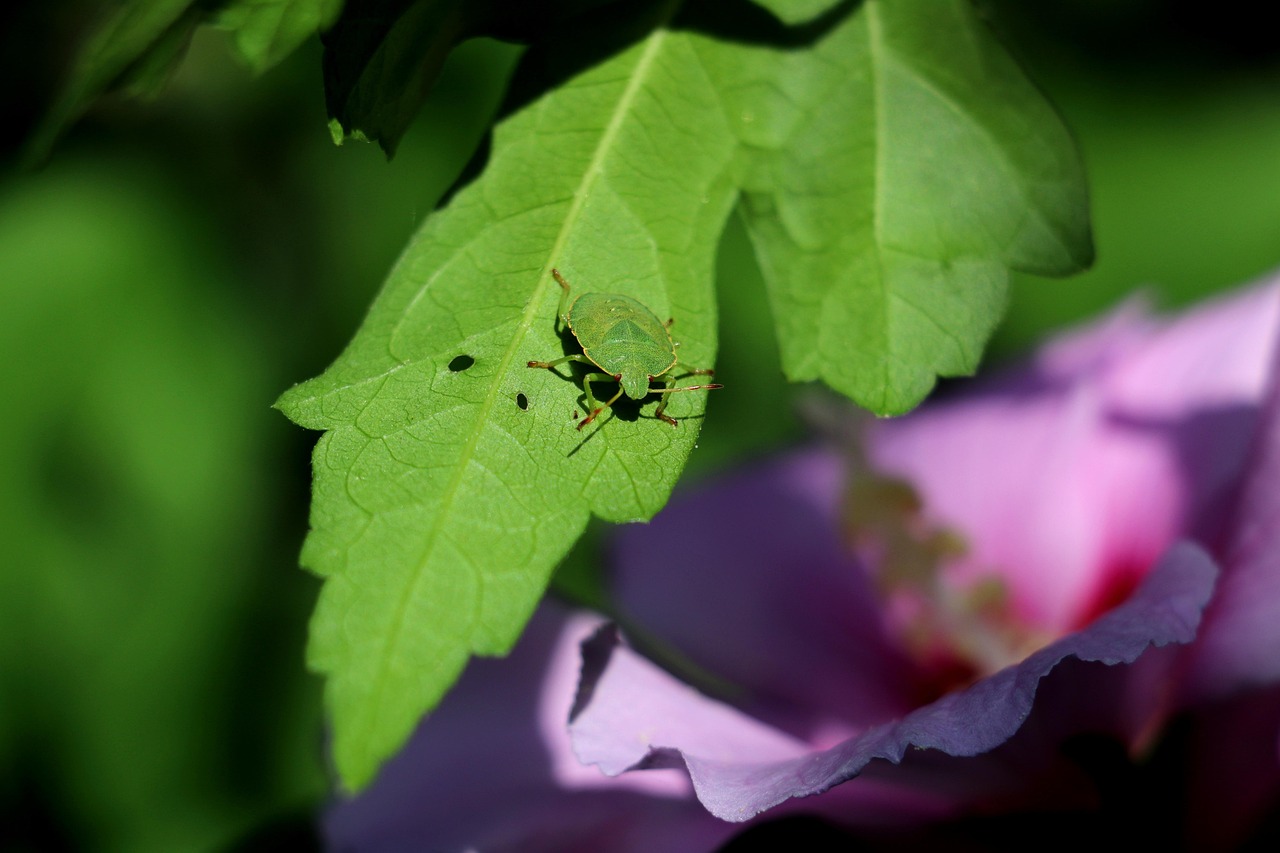 Punaise Vert Verdier Commun - Photo gratuite sur Pixabay - Pixabay