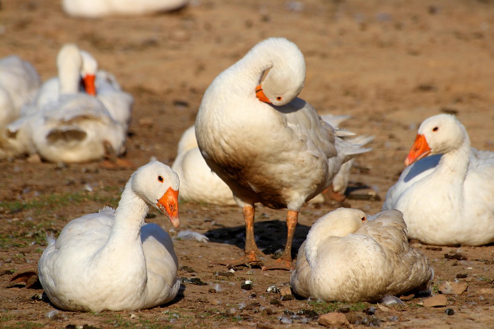 Geese Feathers Nature - Free photo on Pixabay - Pixabay