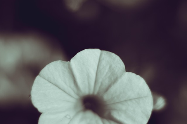 Fleur Grise Macro - Photo gratuite sur Pixabay - Pixabay