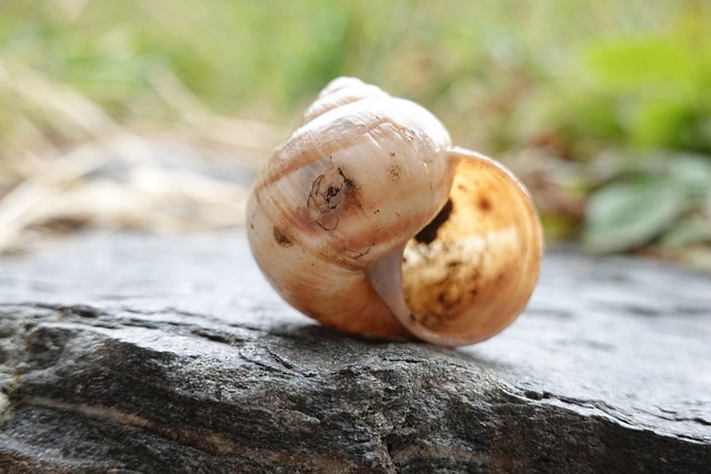 Coquille Pierre Escargot - Photo gratuite sur Pixabay - Pixabay