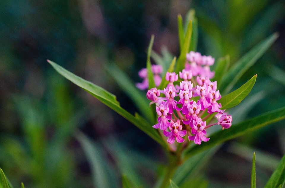 Milkweed Pink Flower - Free photo on Pixabay - Pixabay
