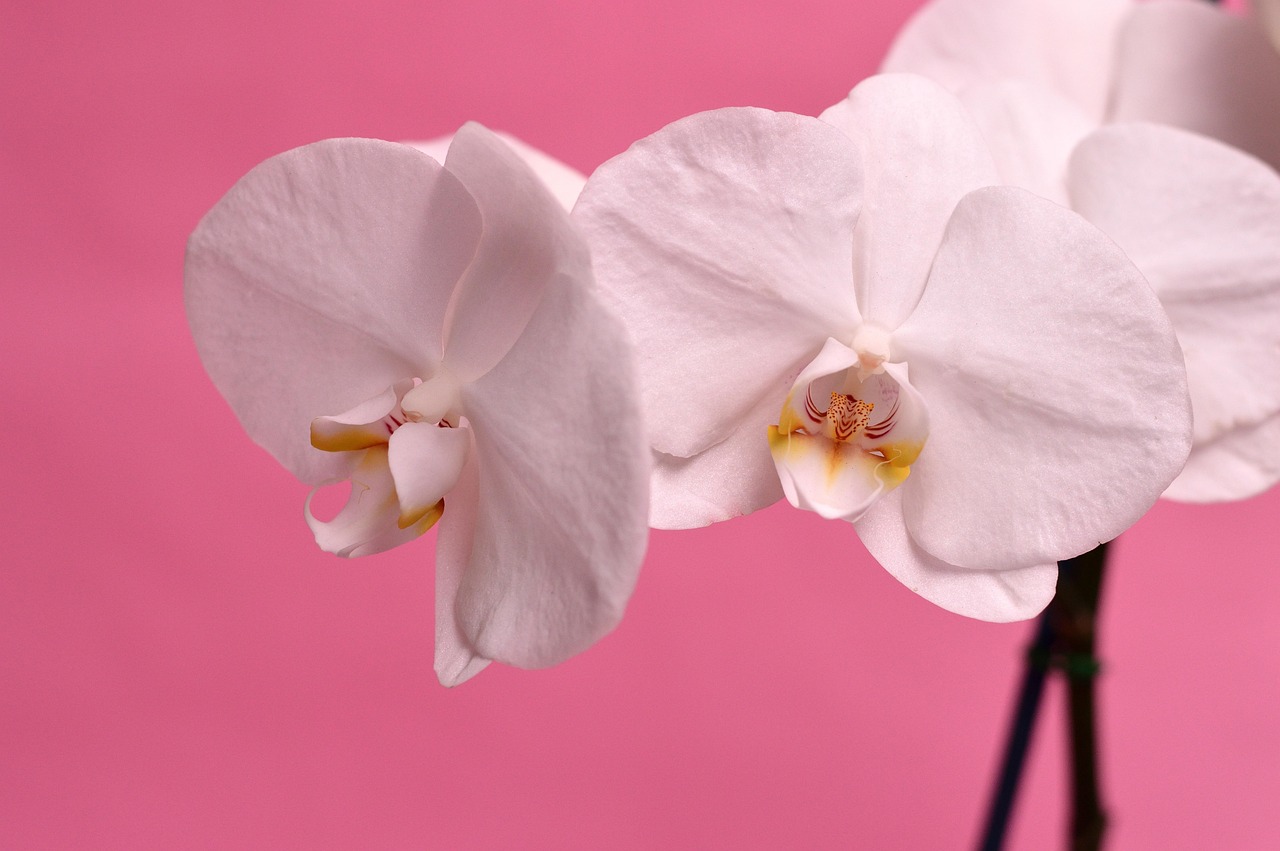 Orchid Tropical Flower - Free photo on Pixabay - Pixabay
