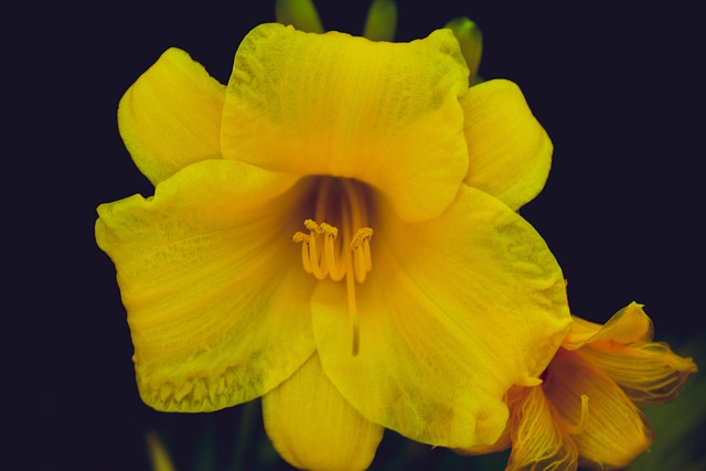 Fleur Jaune Foncé - Photo gratuite sur Pixabay - Pixabay