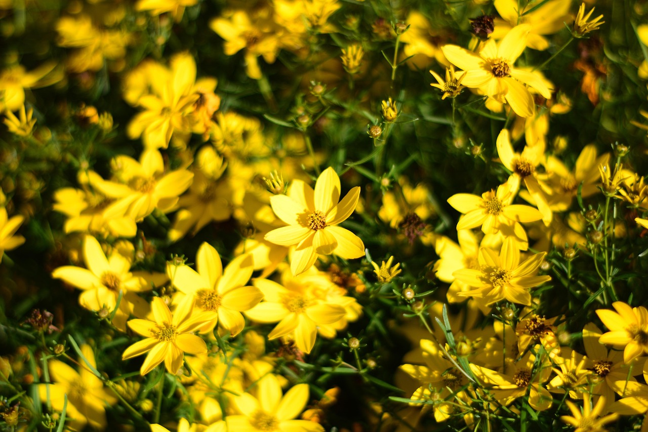 Yellow Flowers Bloom Blossom - Free photo on Pixabay - Pixabay