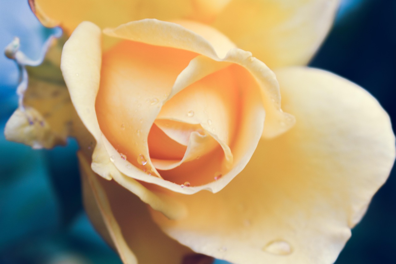 Yellow Rose Blooming Macro - Free photo on Pixabay
