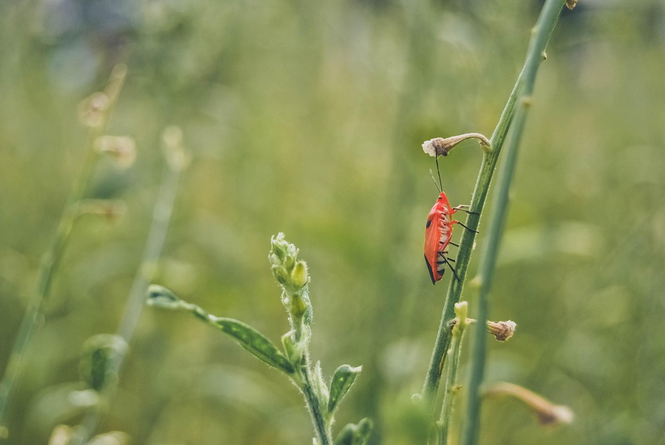 Red Solider Bug Insect Green - Free photo on Pixabay