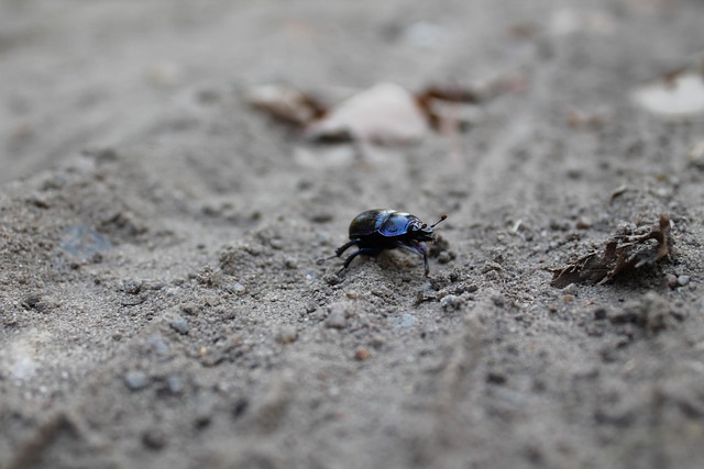 Dung Beetle Close Up - Free photo on Pixabay