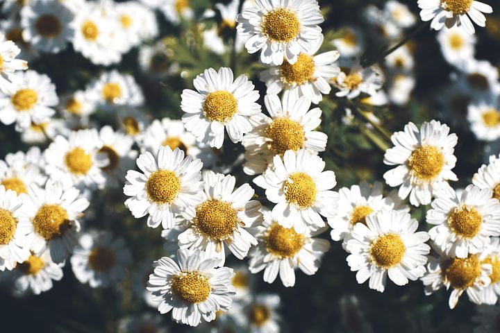 100+ Free Matricaria & Feverfew Photos - Pixabay