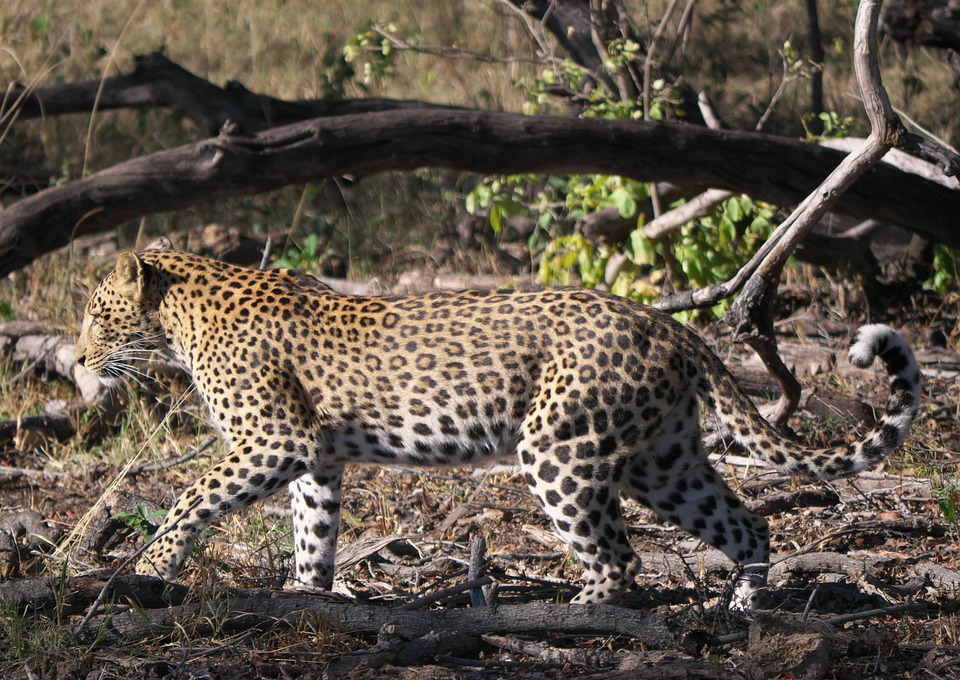 Leopard Africa Safari - Free photo on Pixabay - Pixabay