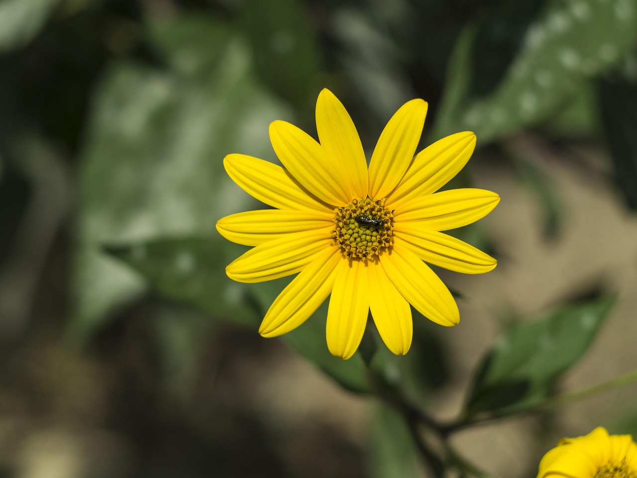 Blume Blütenblätter Insekt - Kostenloses Foto auf Pixabay - Pixabay