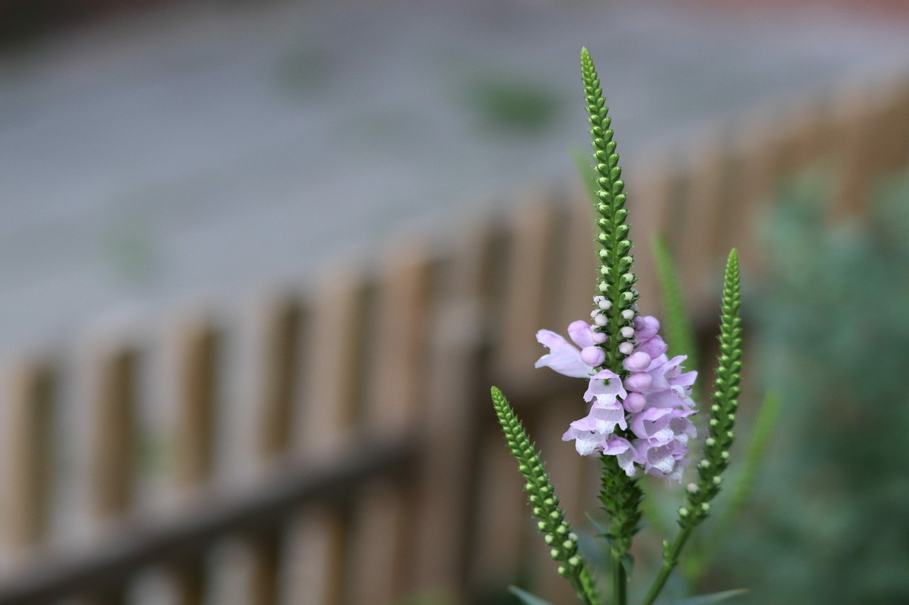 Lupinus Lupin Flower - Free photo on Pixabay