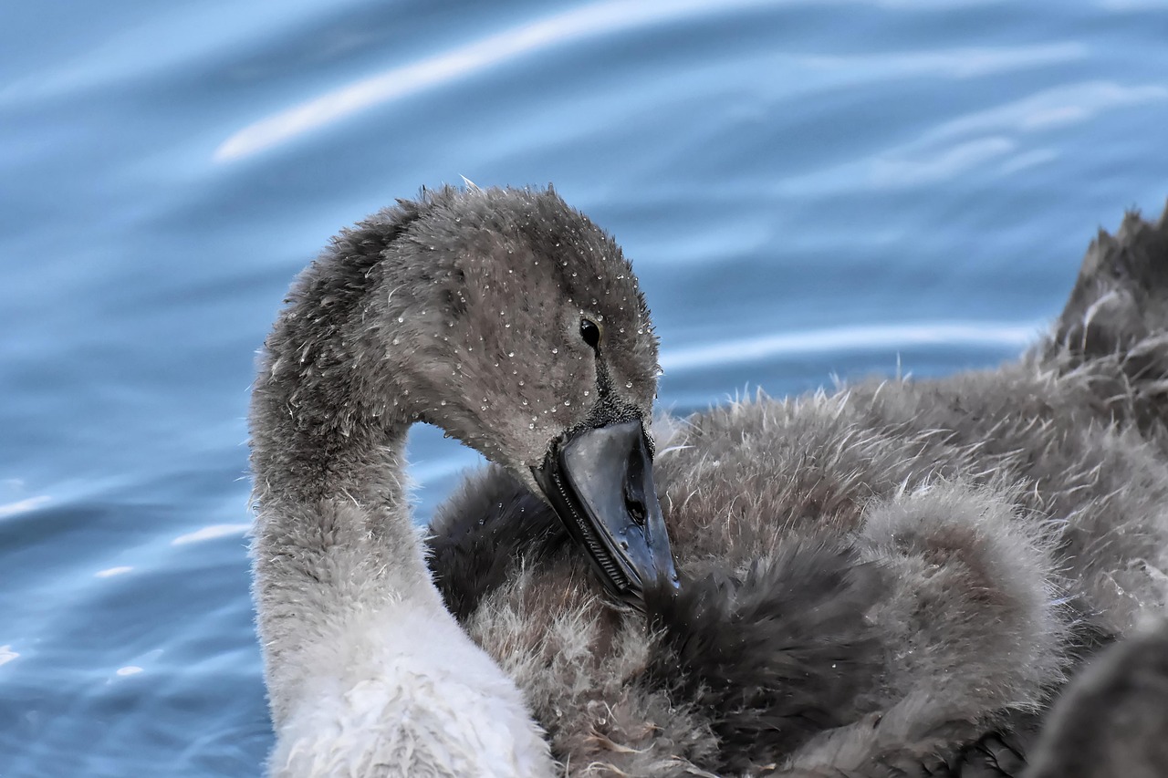 10,000+ Free Swan & Bird Images - Pixabay