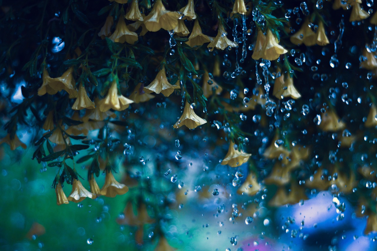 Rain Flowers Bloom - Free photo on Pixabay