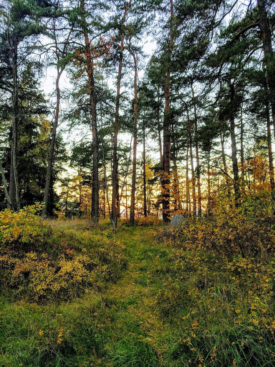 Nature Des Arbres Forêt - Photo gratuite sur Pixabay - Pixabay