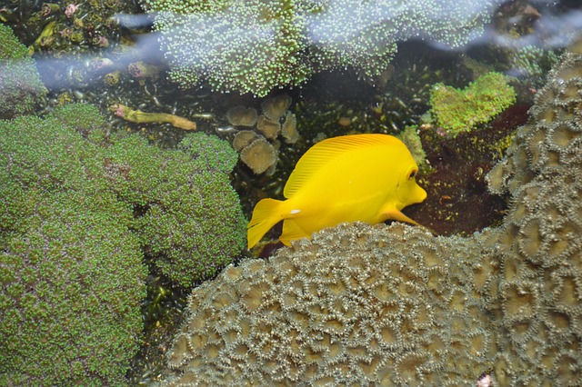 Poisson Eau Océan Zebrasoma - Photo gratuite sur Pixabay - Pixabay