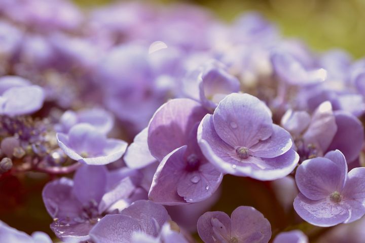 2,000+ Free Hydrangea & Nature Photos - Pixabay
