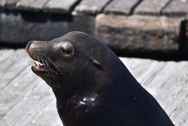 Sea Lion Animal Jetty - Free photo on Pixabay - Pixabay