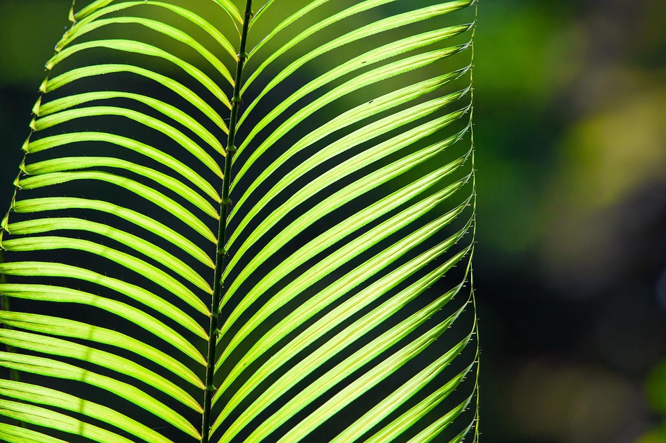 Plant Leaf Rainforest The - Free photo on Pixabay