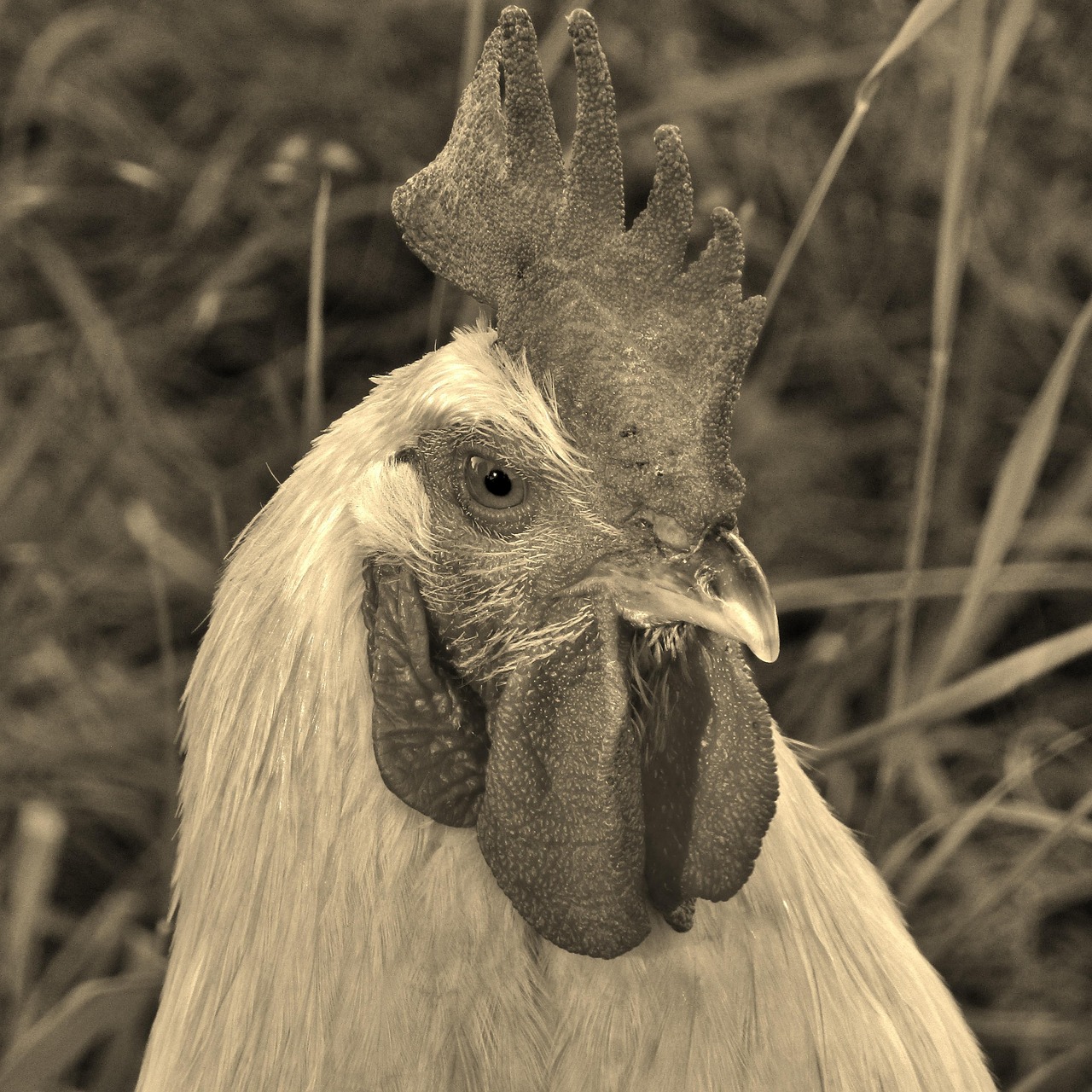 Faucet Animal Portrait - Free photo on Pixabay - Pixabay