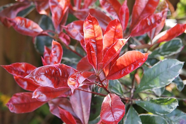 Photinia Red Robin - Free photo on Pixabay