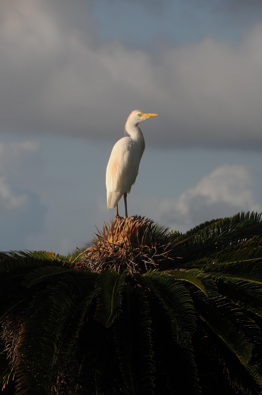 Aigrette Oiseau Palmier Sagou - Photo gratuite sur Pixabay - Pixabay
