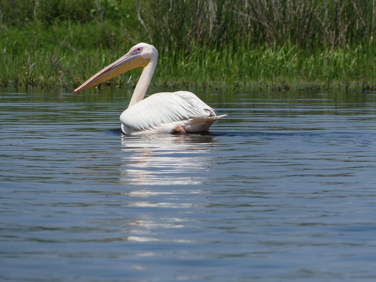 Pelican The Danube Delta Romania - Free photo on Pixabay
