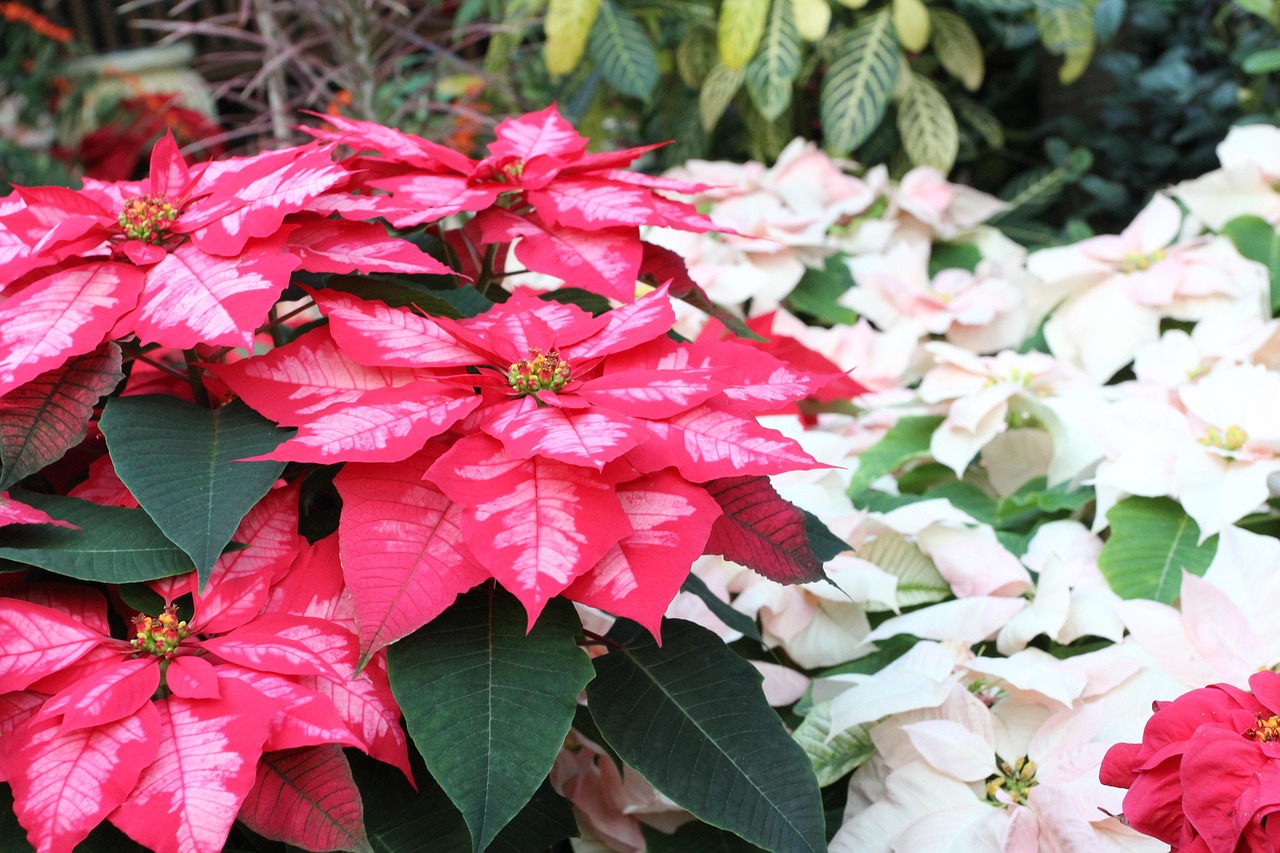 400,000+ Free Poinsettia Flower & Poinsettia Images - Pixabay