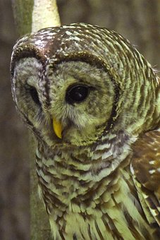 40+ Free Barred Owl & Owl Images - Pixabay