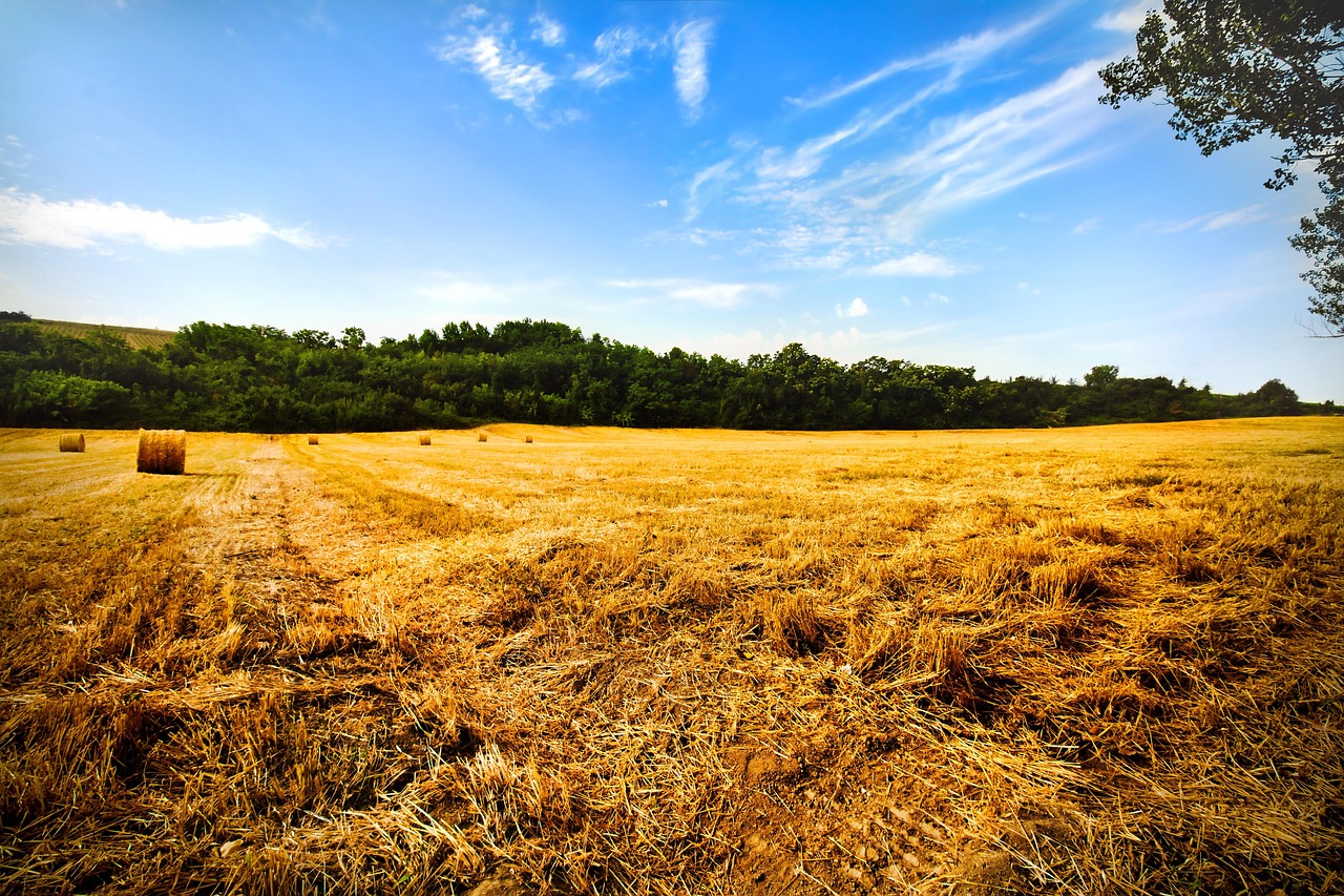 Trigo Campo Agricultura - Foto gratis en Pixabay - Pixabay Trigo Campo Agricultura - Foto gratis en Pixabay - Pixabay