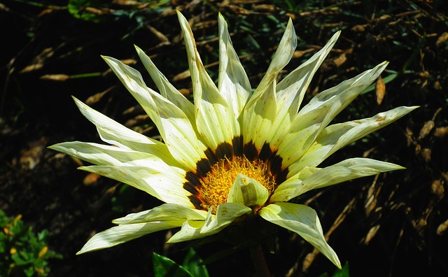 Gazania Bunga Alam - Foto gratis di Pixabay - Pixabay