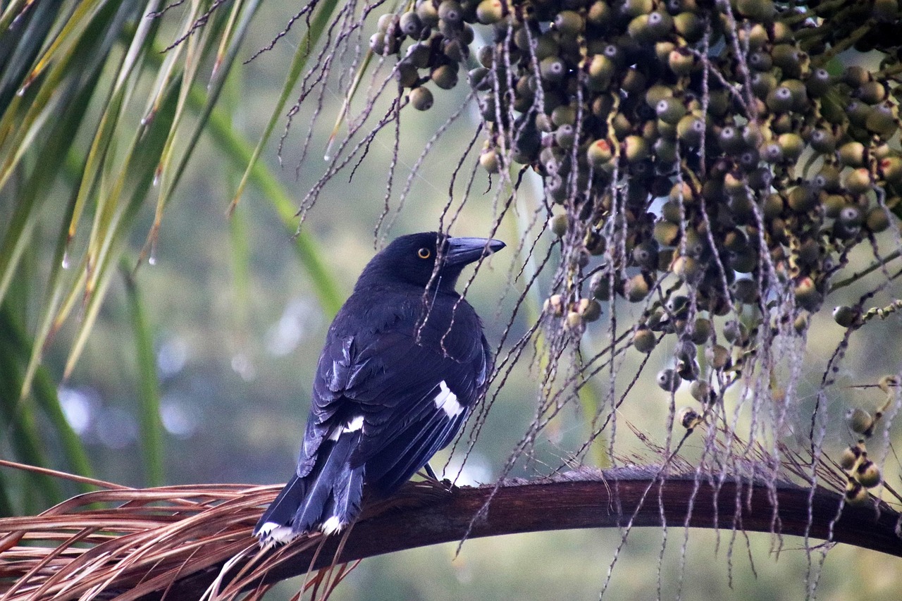 Bird Pied Currawong Fog - Free photo on Pixabay