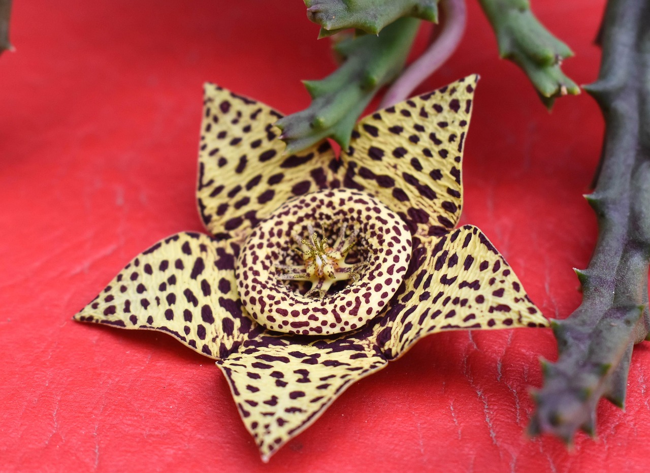 Flor De Cacto Espinhos Flora - Foto gratuita no Pixabay - Pixabay