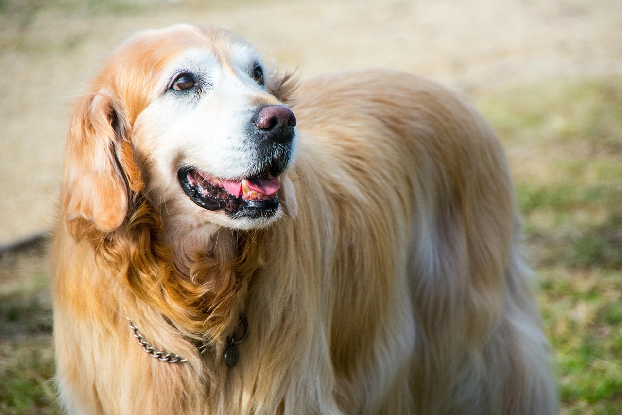 Cachorro Retriever Dourado - Foto gratuita no Pixabay - Pixabay
