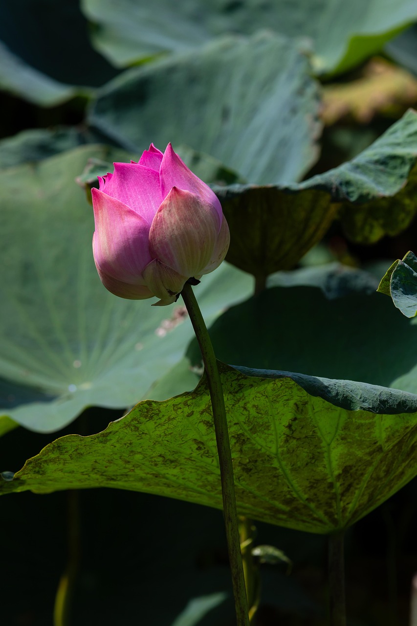 Fleur De Lotus Beau - Photo gratuite sur Pixabay - Pixabay