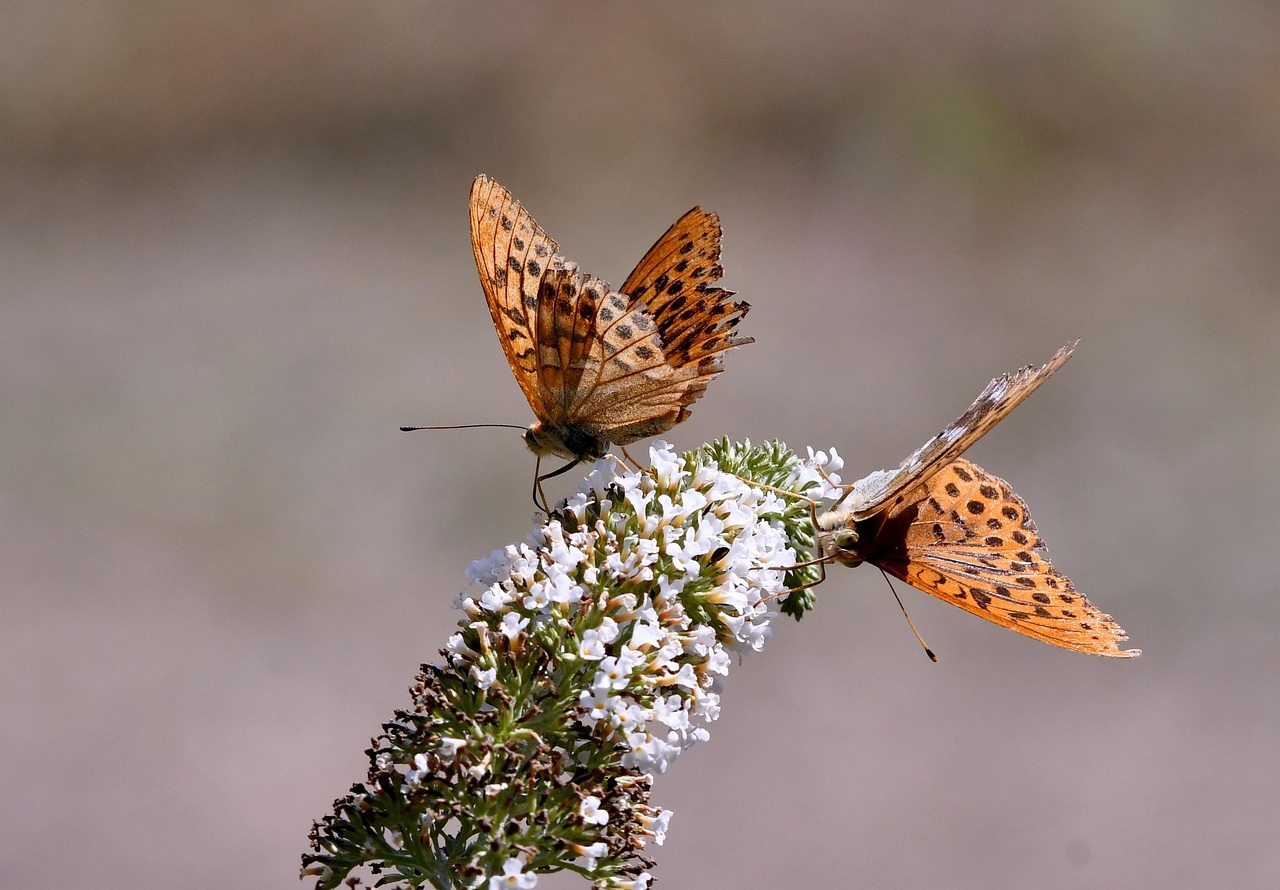 Butterflies Butterfly Bush Bug - Free photo on Pixabay - Pixabay
