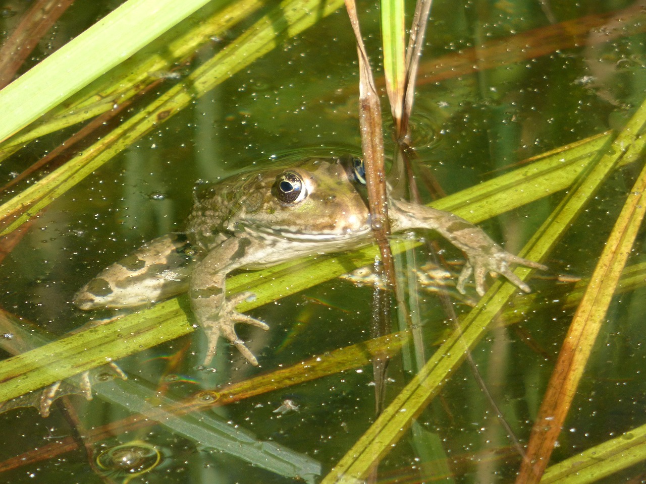 Sapo Batráquio Fauna - Foto gratuita no Pixabay - Pixabay