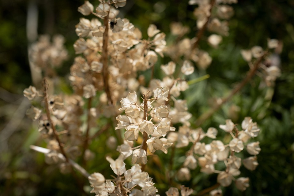 Garden Nature Seeds Seed - Free photo on Pixabay