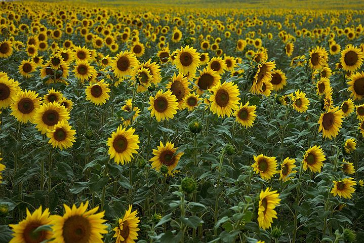 10,000+ Sunflower Images & Pictures [HD] - Pixabay