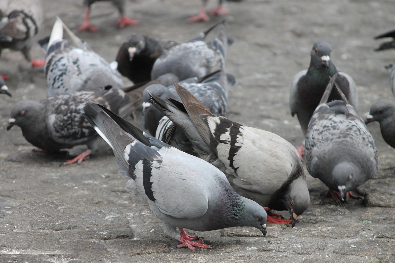City Pigeons Street Doves - Free photo on Pixabay