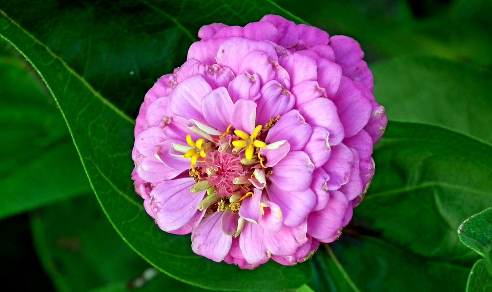Zinnia Flor Rosado - Foto gratis en Pixabay - Pixabay