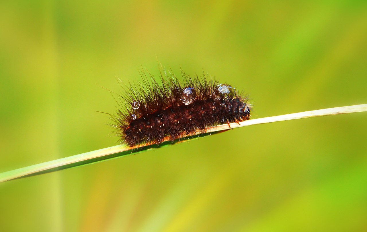 Caterpillar Larva Gotas - Foto gratis en Pixabay - Pixabay