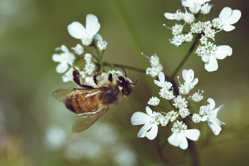 Bee Macro Insect Close - Free photo on Pixabay - Pixabay