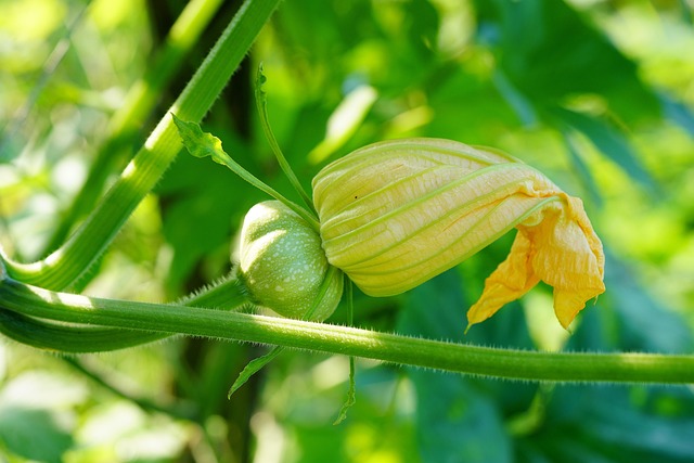 Pumpkim Nature Summer - Pixabayの無料写真 - Pixabay