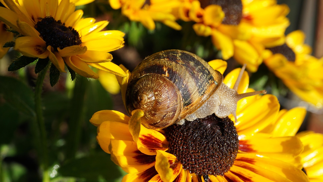 Coneflower Snail Summer - Free photo on Pixabay