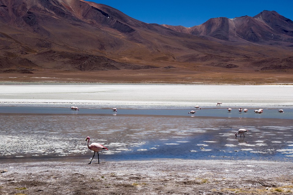 Bolivia Salt Landscape - Free photo on Pixabay